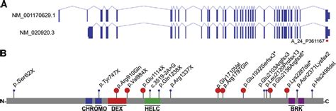 Spectrum Of Chd8 Mutations In Autism Spectrum Disorder A And B A Download Scientific