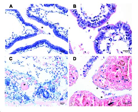 A Strain C14 Picnose Of Apical Enterocytes Bacterial And