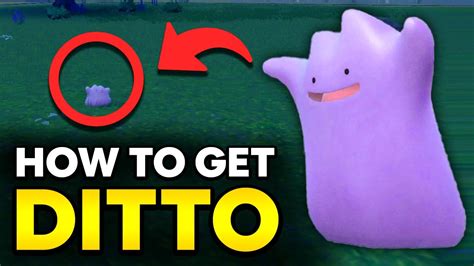How To Get Ditto In Pokemon Scarlet And Violet Youtube