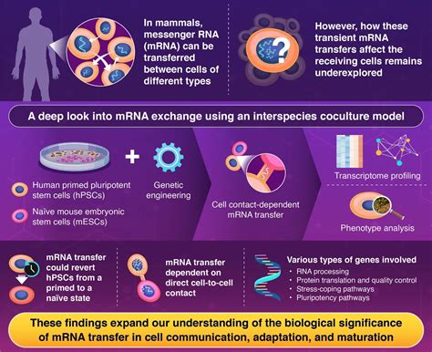 Cell Connects Stem Cell Communication