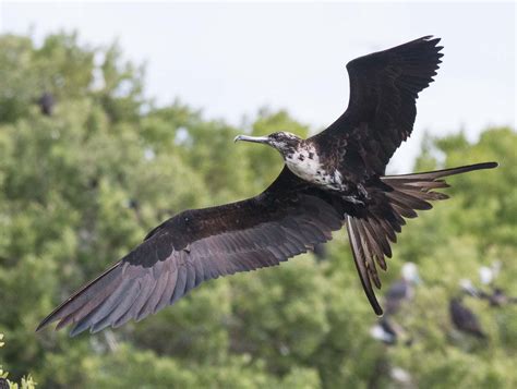 Magnificent Frigatebird Flying Lessons