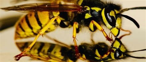 Identification Workshop Solitary Wasps National Museums Liverpool