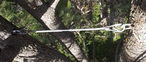 Tree Cabling And Bracing How Professionals Save Trees From Falling Panorama Tree Care