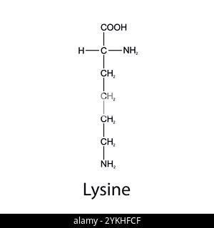 Lysine Amino Acid Chemical Molecule Essential Chain Structure