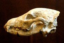 List Of Prehistoric Mammals Wikipedia