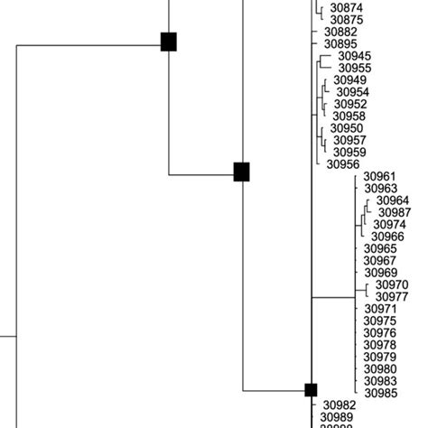 Bayesian Inference Bi Of The Phylogenetic Tree Based On Conjposterior Download Scientific