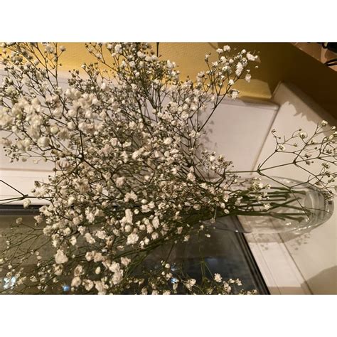 Гипсофила поштучно купить недорого зелень в розницу доставка и самовывоз