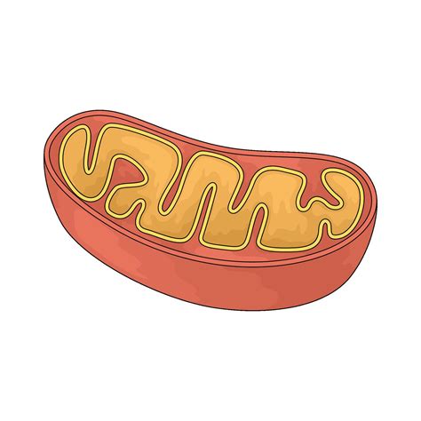 Human Mitochondria Illustration 65775343 Vector Art At Vecteezy