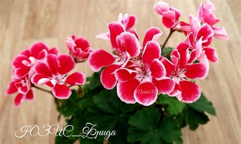 ЮЗИС_Фрида Один из моих любимых сортов, какой же он классный ...