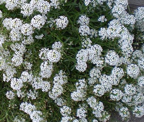 Alyssum Tiny Tim Lobularia Maritima Seeds