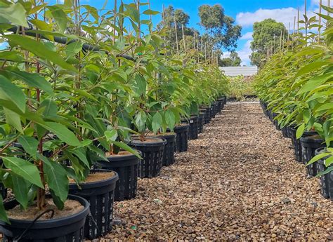 Brush Box Plants For Spaces