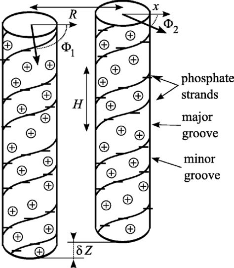 Schematic Diagram For Interacting Parallel Dna Molecules With Best Diagram Collection