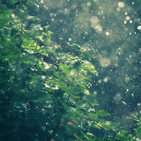 Rain Summer Day Wallpapers Wallpaper Cave