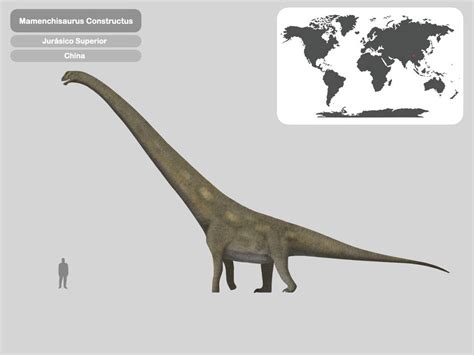 Perfil Mamenchisaurus Constructus By Paleohistoric On Deviantart