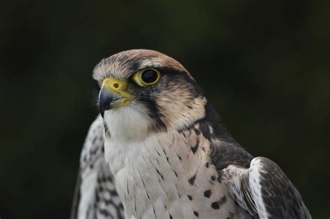 3000 Free Merlins Cave And Cave Images Pixabay