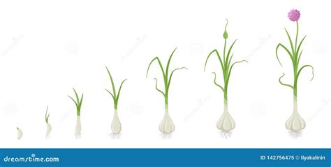 Crop Stages Of Garlic Growing Garlic Plant Harvest Growth Vegetable