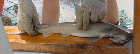 File Sphyrna Lewini Young  Wikimedia Commons