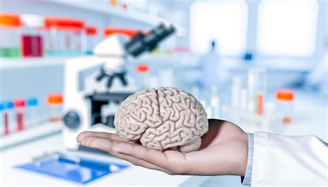 Lab Grown Mini Brain Model May Revolutionize Neurological Disease Research Helium Trades