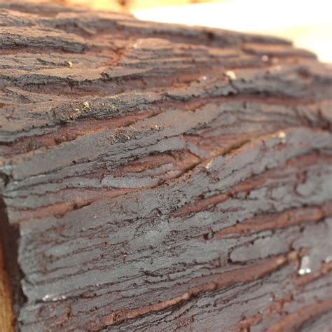 Badu Bg Смола Костенурка Влечуго Скриване Пещера Влечуги Избягване на пещери Симулация Дървесна