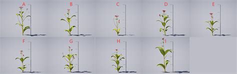 ue5植物动画资产更新 曲仄数字