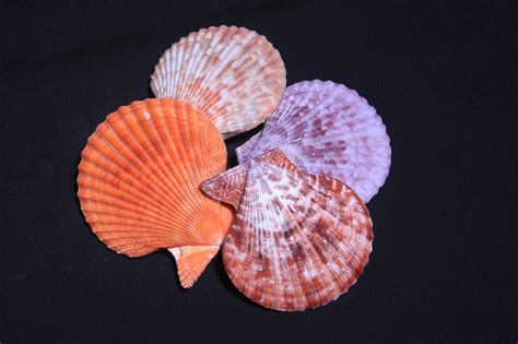 3″ Pecten Nobilis Darlenes Shells