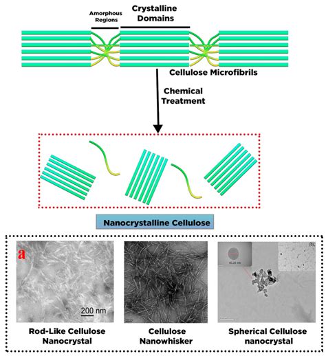Nanocelluloses Sources Pretreatment Isolations Modification And