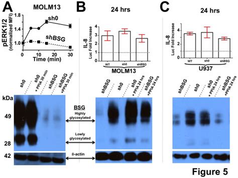 Assessing The Importance Of Cellular Bsg For Extracellular Ppia