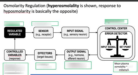 Osmolarity Diagram Quizlet