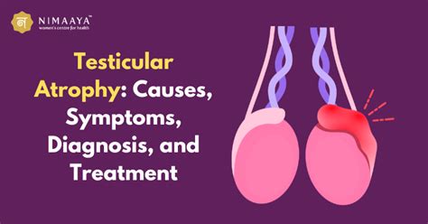 Testicular Atrophy Causes Symptoms Diagnosis And Treatment