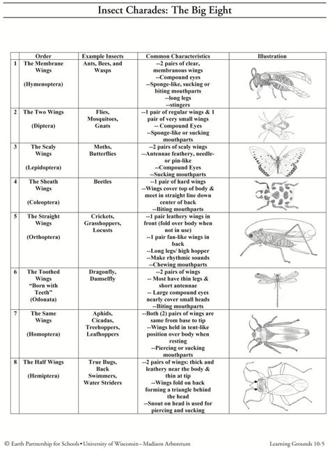 Dichotomous Key For Insect Classification At Nate Hocking Blog