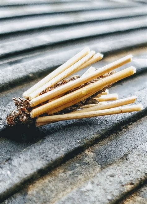 Found This Worm With Natural Camouflage Stick Worm GAG