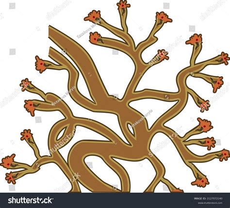 Protonephridia Flatworm Structure Excretory System Trematode Stock Vector Royalty Free