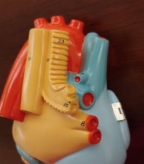 Posterior Right Side View Diagram Quizlet