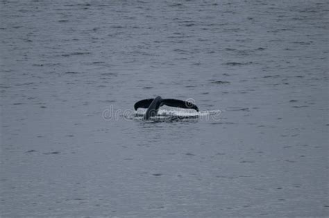 Minke Whale Tail Fluke Foto De Archivo Imagen De Platija 258561776