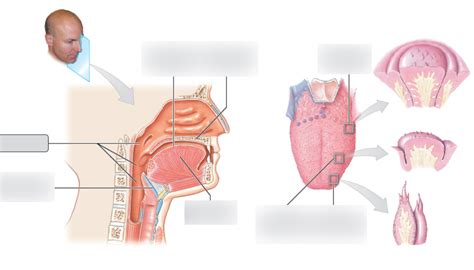 Gross Anatomy Of Gustatory Structures Diagram Quizlet