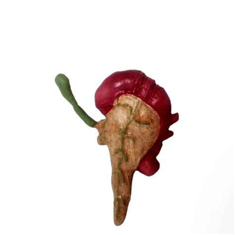 Pancreas And Gall Bladder Kayrote