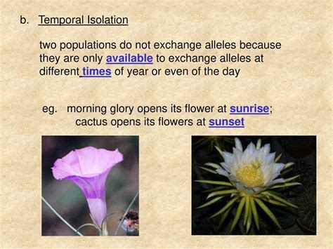 Temporal Isolation Flowers