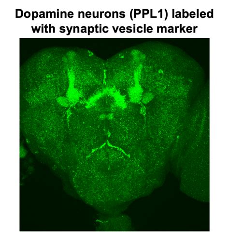 Dopaminergic Neurons In Drosophila Brain Phan Lab