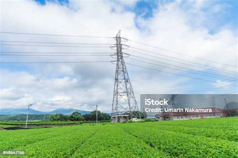 신선한 녹차 농장 봄 일본 시즈오카 현 후 지 시에서 푸른 하늘 배경으로 차 농장 의 행 0명에 대한 스톡 사진 및 기타 이미지 Istock
