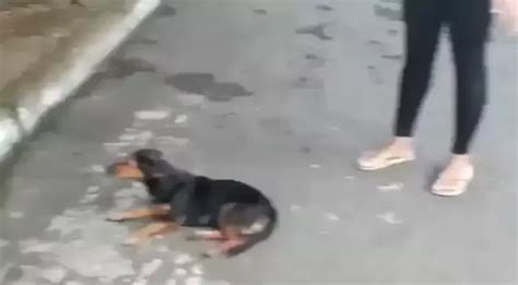 Nippyfilemp4luli Discover