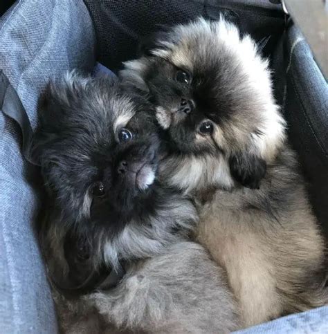 15 Photos Of Pekingese Puppies That Make Everyone Fall In Love