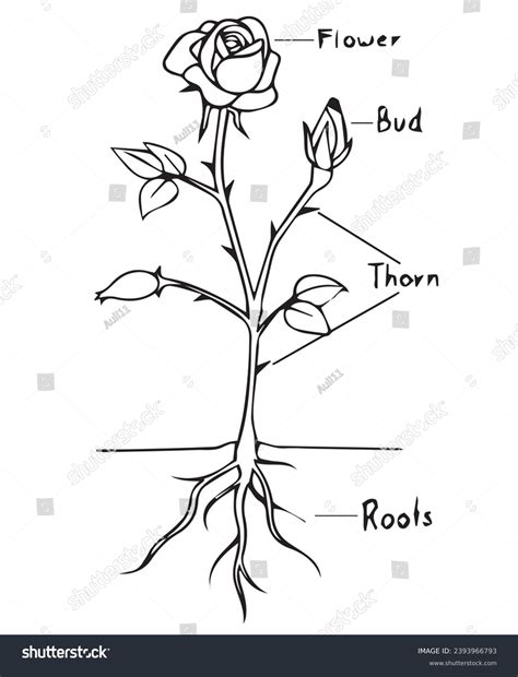 How To Draw Rose Diagram