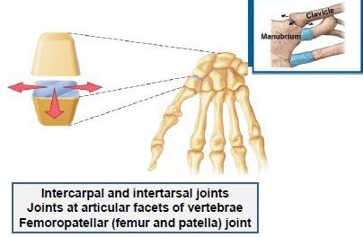 Types Of Joints Flashcards Quizlet