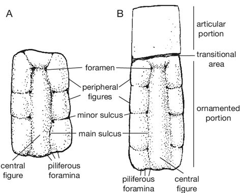Morphology Of Osteoderms For The Dorsal Carapace A Fixed Osteoderm