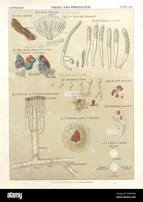 Penicillium Labeled Diagram Penicillium Classification Structure