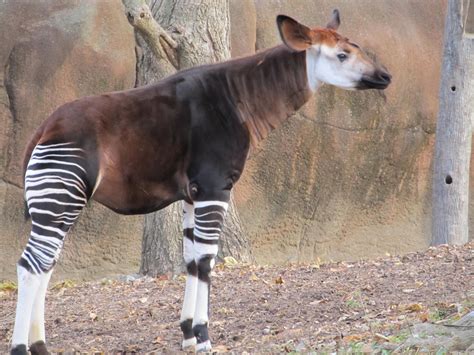 Okapi Tier Okapis Takn