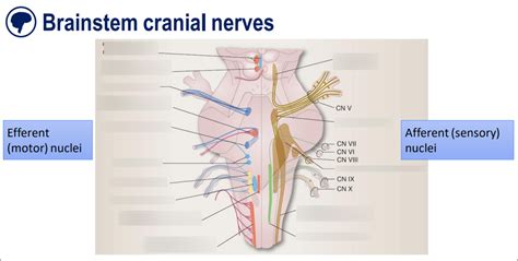 Diagram Of Lecture 9 Brainstem And Cranial Nerves Quizlet