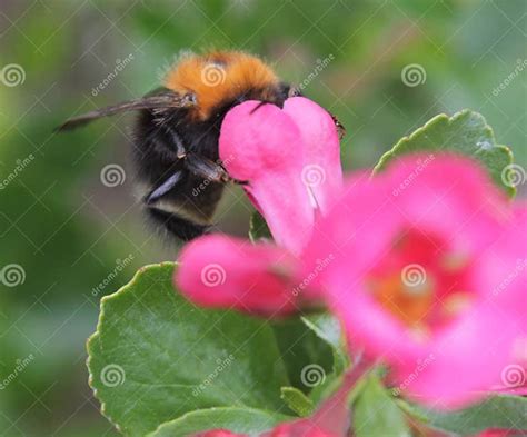 Bumble Bees Pollinating Flowers In A British Garden Insect Pollination