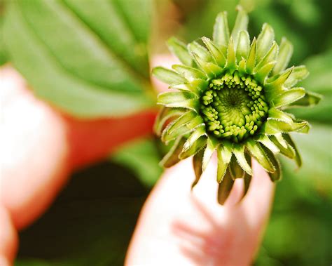 Lime Sun Hbw Jana Powers Flickr