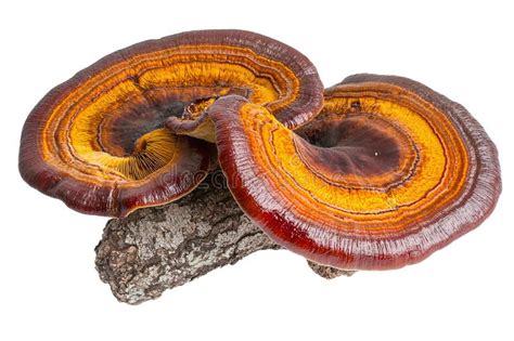 Ganoderma Lucidum Mushrooms On Wood Isolated On White Stock Illustration Illustration Of